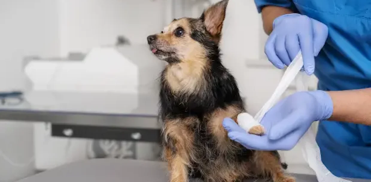 Mistakes to Avoid When Using Surgical Glue for Skin in Animals